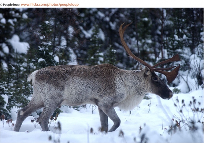 Collectif caribou | Écologie de caribou